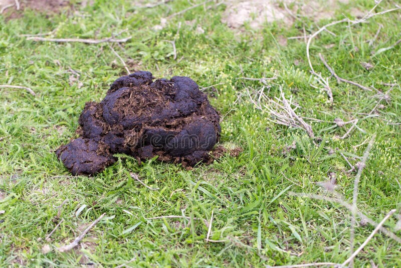 Cow dung stock photo. Image of green, paddock, pile - 100596626