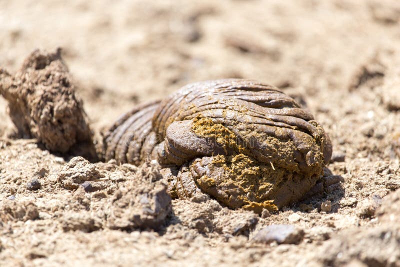 Cow dung stock photo. Image of droppings, green, excrement - 95780344