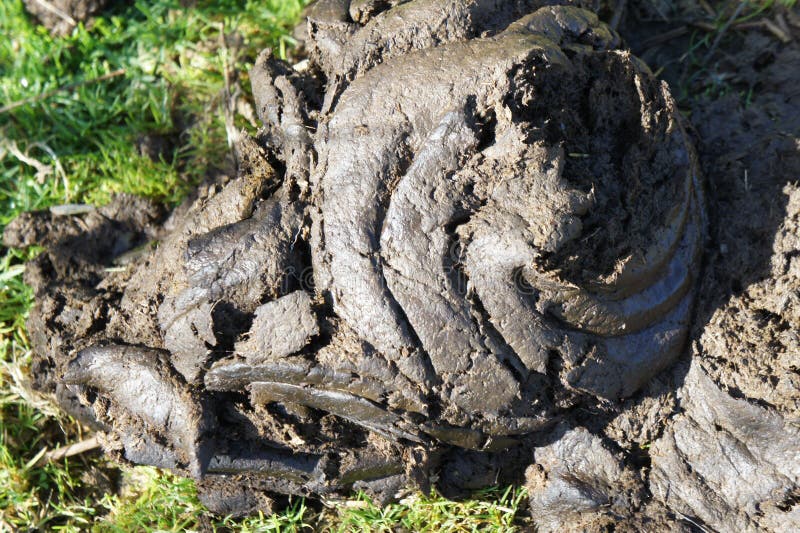 Cow dung stock photo. Image of organic, animal, manure - 100596416