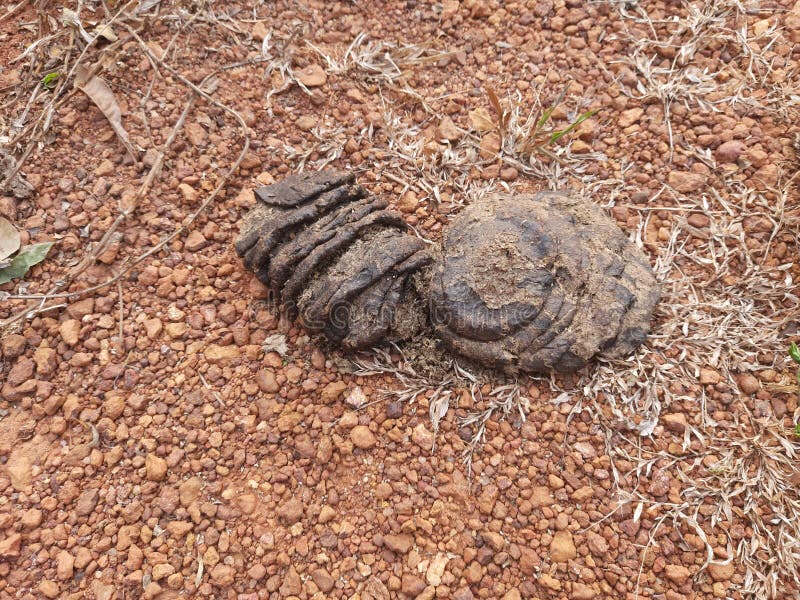 Cow dung Put in outdoor stock image. Image of dung, tree - 214209159