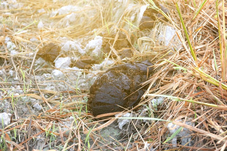 115 Cow Pat Field Stock Photos - Free & Royalty-Free Stock Photos from ...
