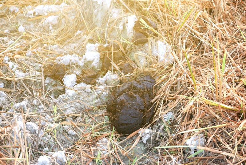 114 Cow Pat Field Stock Photos - Free & Royalty-Free Stock Photos from ...