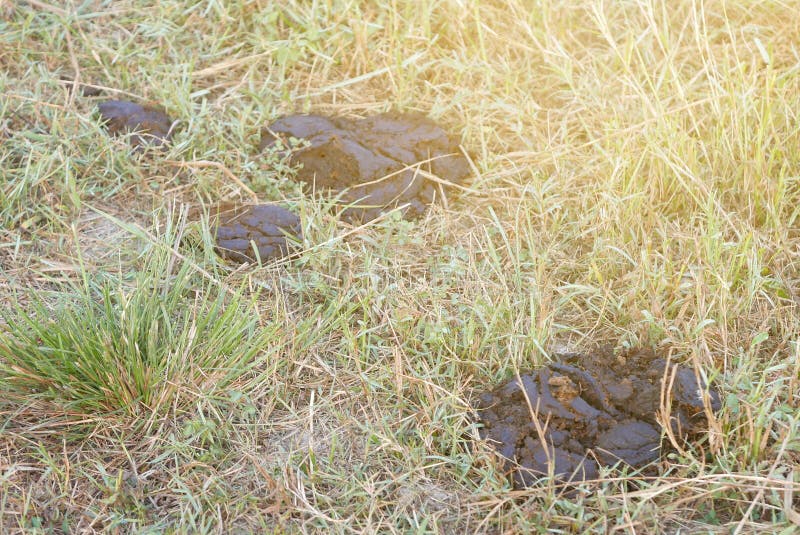 114 Cow Pat Field Stock Photos - Free & Royalty-Free Stock Photos from ...