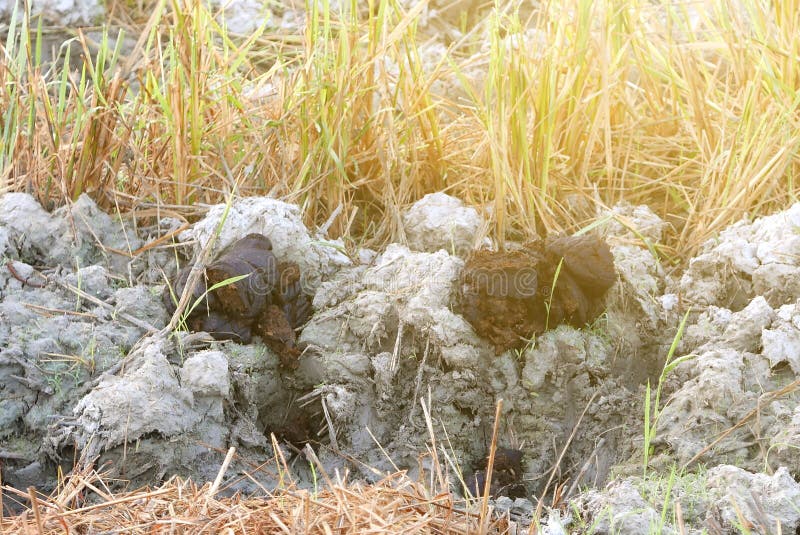 114 Cow Pat Field Stock Photos - Free & Royalty-Free Stock Photos from ...