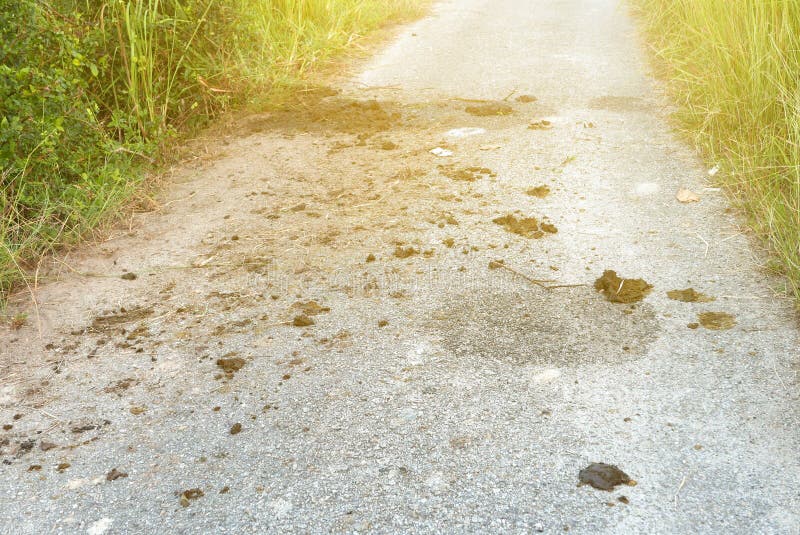 114 Cow Pat Field Stock Photos - Free & Royalty-Free Stock Photos from ...