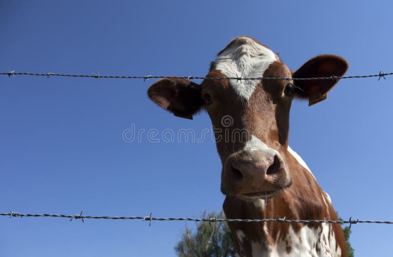 Cow stock image. Image of black, animal, field, meadow - 63570303