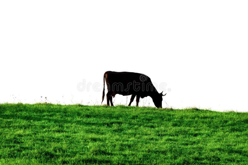 Cow on the earth surface. stock image. Image of animal - 22071713