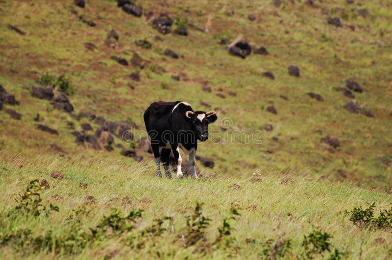 Cow - Easter Island stock photo. Image of countryside - 38146480