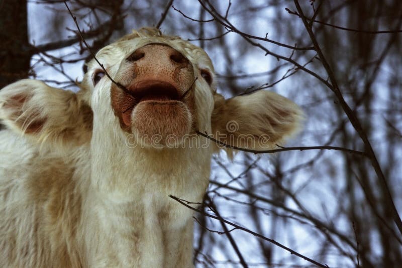 Cow eat bush stock image. Image of rural, outdoors, gnawing - 45379867