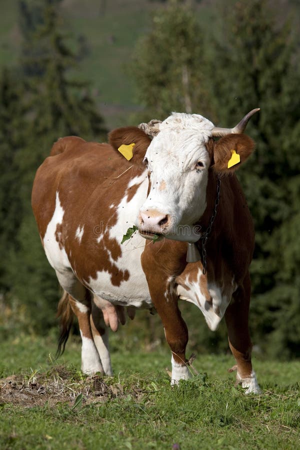 Cow eating stock image. Image of straw, looking, hair - 12398875