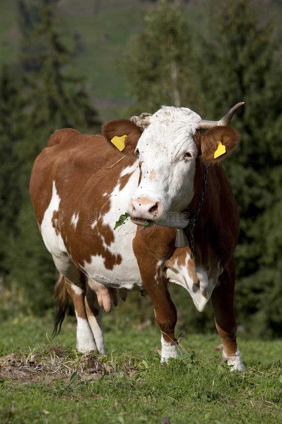 15,967 Eating Cow Meat Vieod Stock Photos - Free & Royalty-Free Stock ...