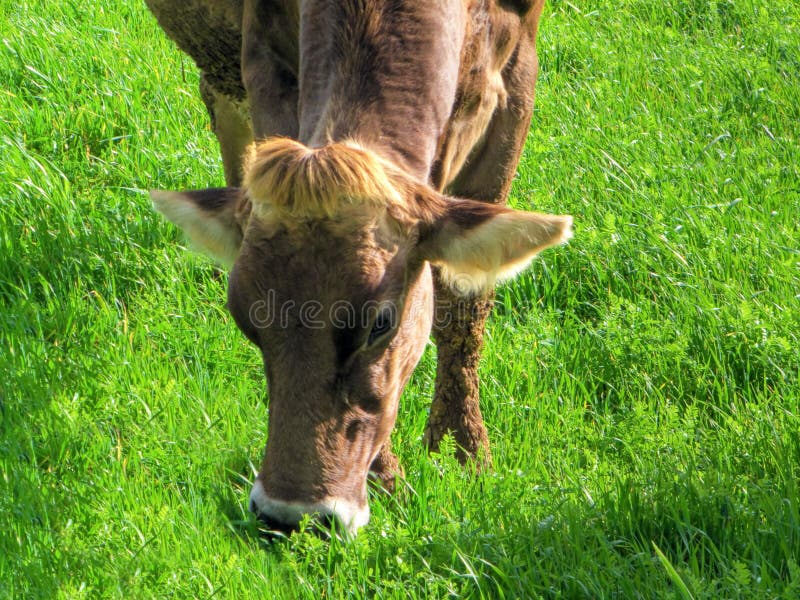 Cow eating. stock image. Image of land, breeding, mammal - 12639601