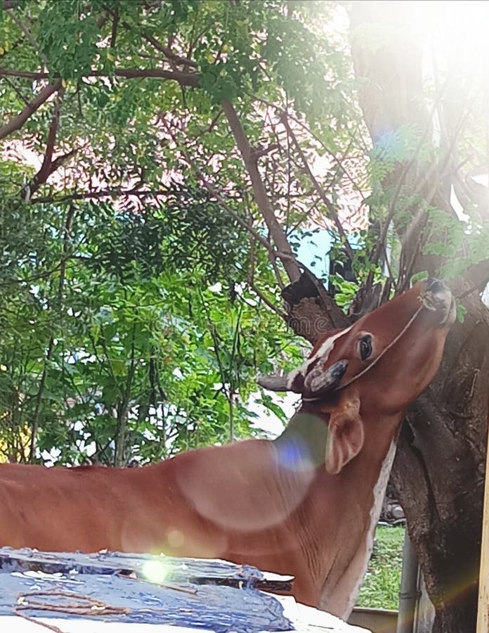 11,964 Angry Cow Stock Photos - Free & Royalty-Free Stock Photos from ...