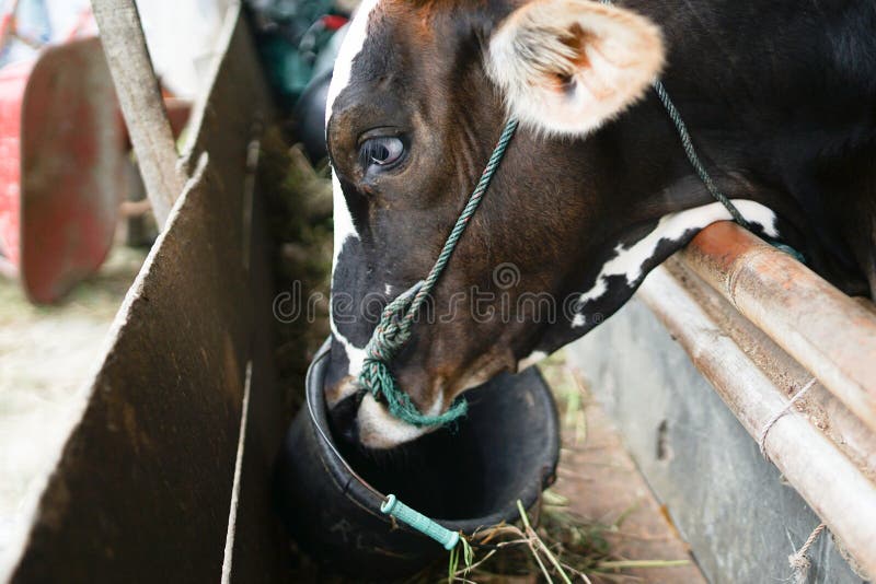 Cow eating stock photo. Image of background, cowshed - 268250392
