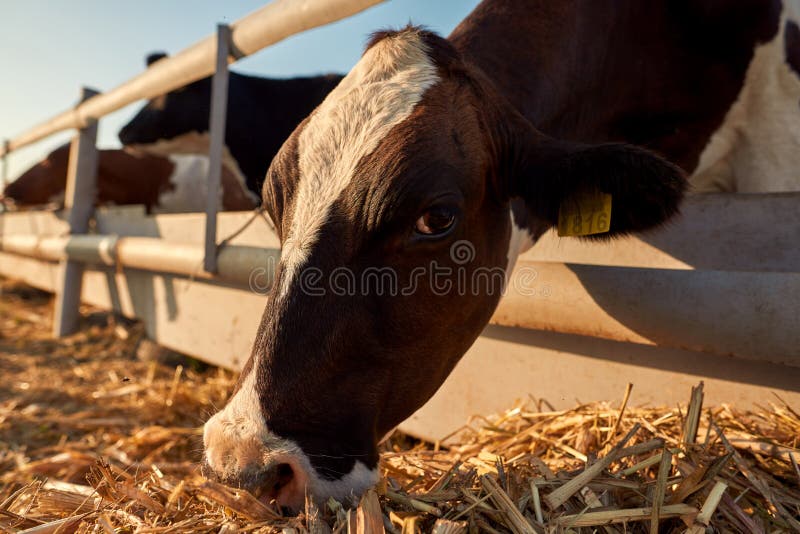 Cow Eating Dry Corn in Paddock with Cattle on Farm Stock Photo - Image ...