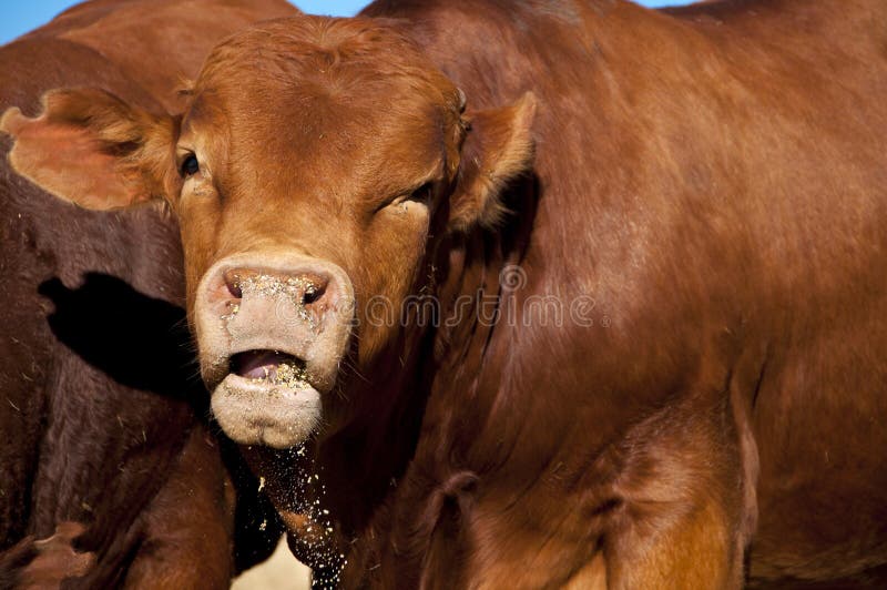 Cow Eating Feed, Close-up Image Stock Image - Image of chewing, eating ...
