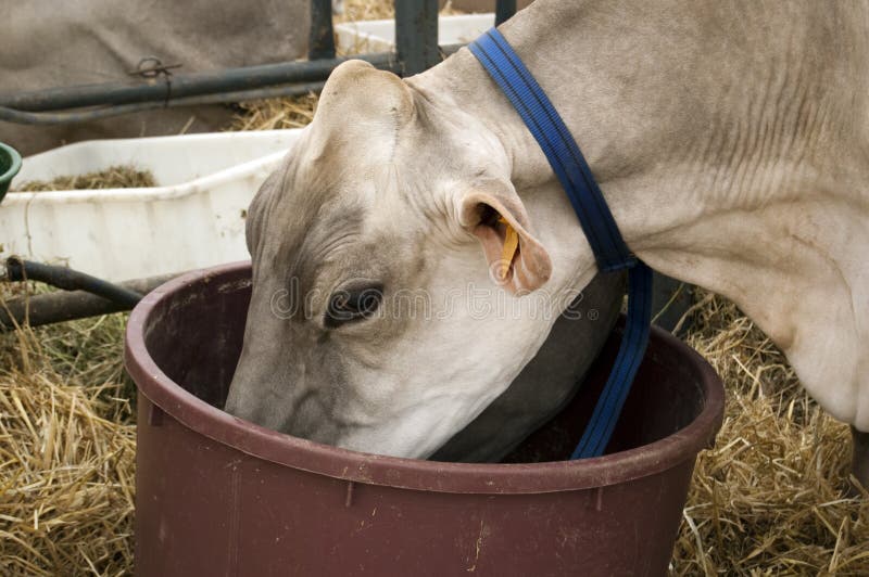 Cow eating feedstuff stock image. Image of cattle, stall - 14155243