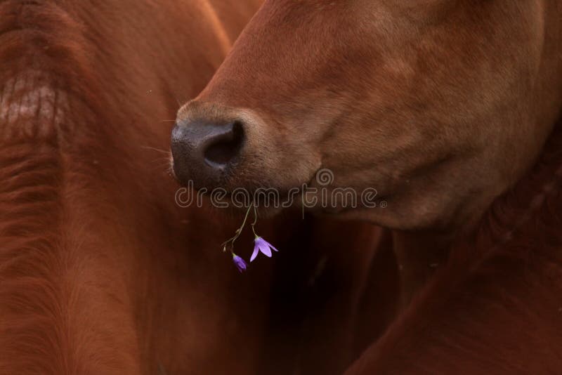 Cow eating stock image. Image of cattle, bloom, farm - 45094823