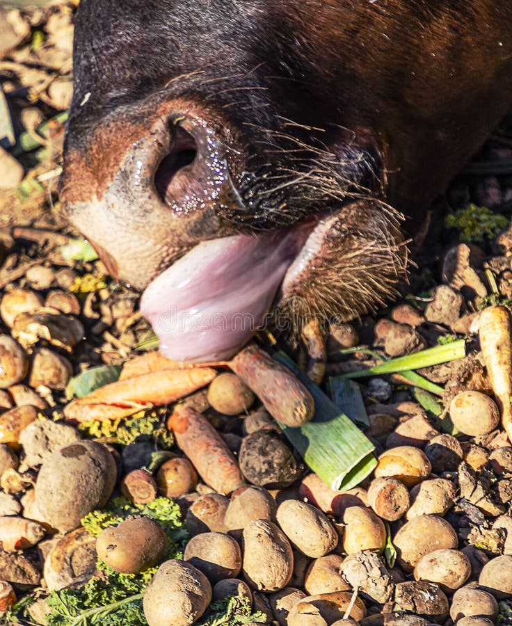 Cow Eating Fresh Carrots, Leeks and Potatoes Stock Photo - Image of ...