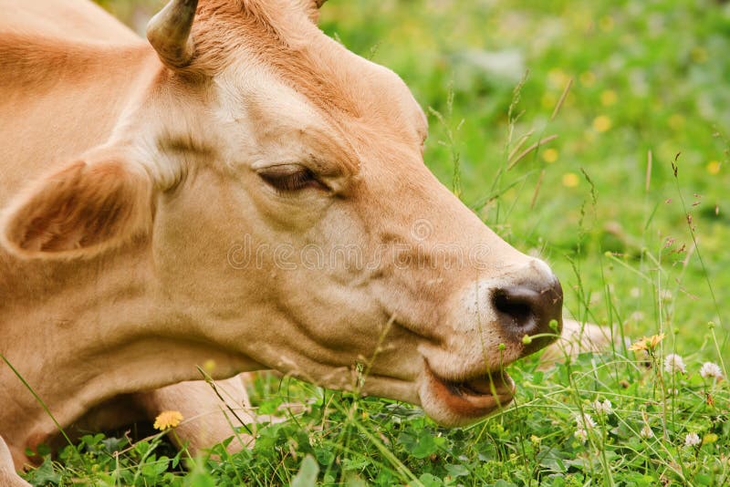 Cow eating grass stock photo. Image of wrinkle, close - 10572672
