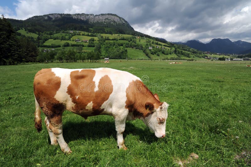 Cow eating grass stock image. Image of environment, mountains - 10845577