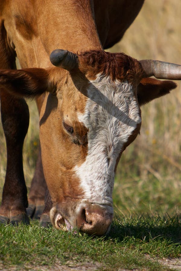 Cow eating the grass stock image. Image of graze, calf - 1940361