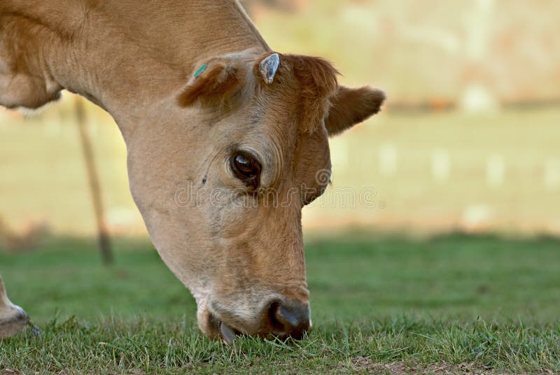 Cow eating grass stock photo. Image of farming, farm, eating - 4815496