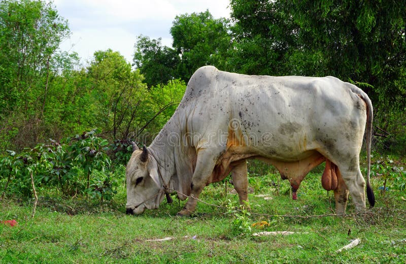 Cow eating grass stock photo. Image of cows, rural, holstein - 73175480