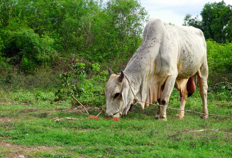 Cow eating grass stock photo. Image of outdoor, cows - 73175848