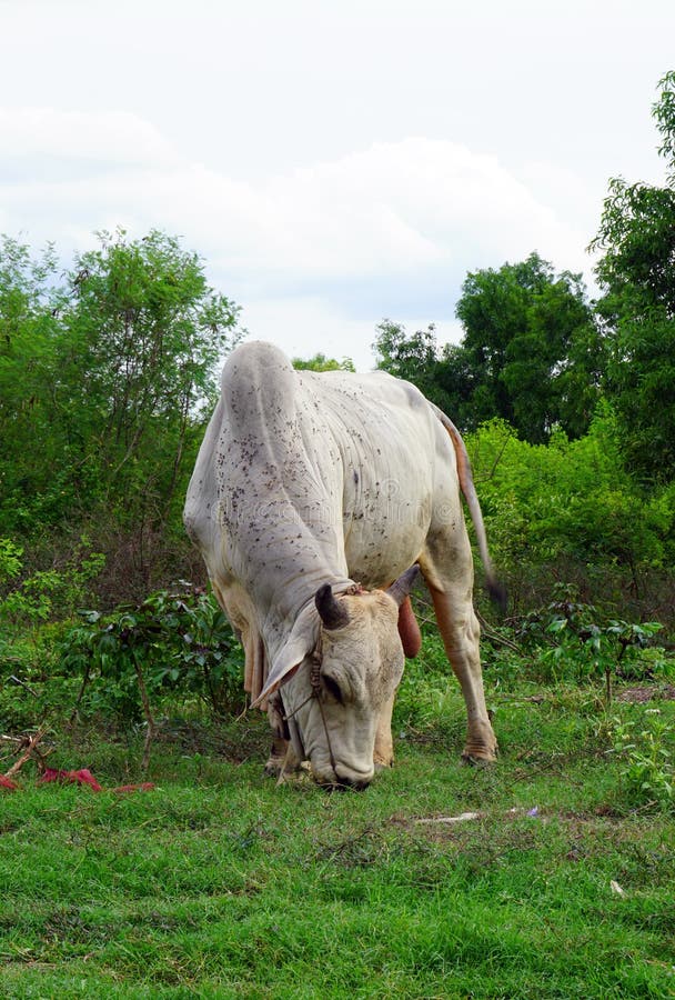 Cow eating grass stock photo. Image of landscape, eating - 73176196
