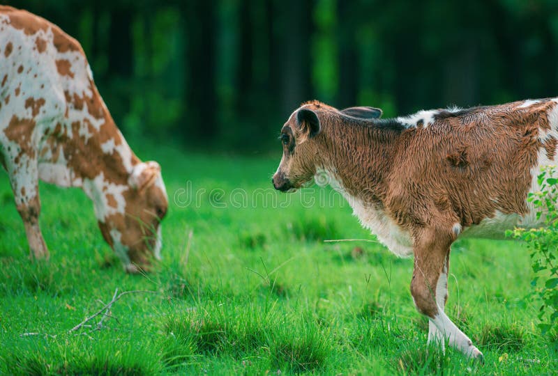Cow Eating Grass. Cows Herd on Farm. Stock Image - Image of grass ...