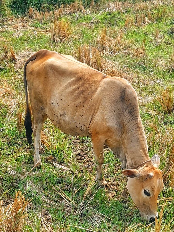 A Cow Eating Grass in the Dried Paddy Field Stock Photo - Image of ...