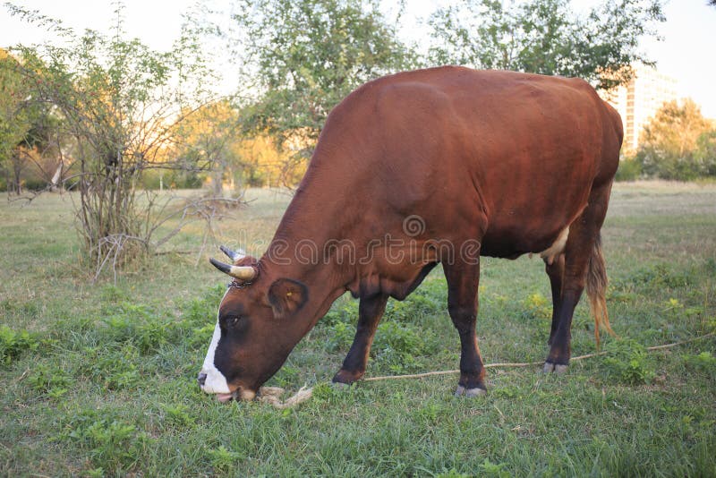 Ox eating grass stock image. Image of farm, eating, meet - 23152195