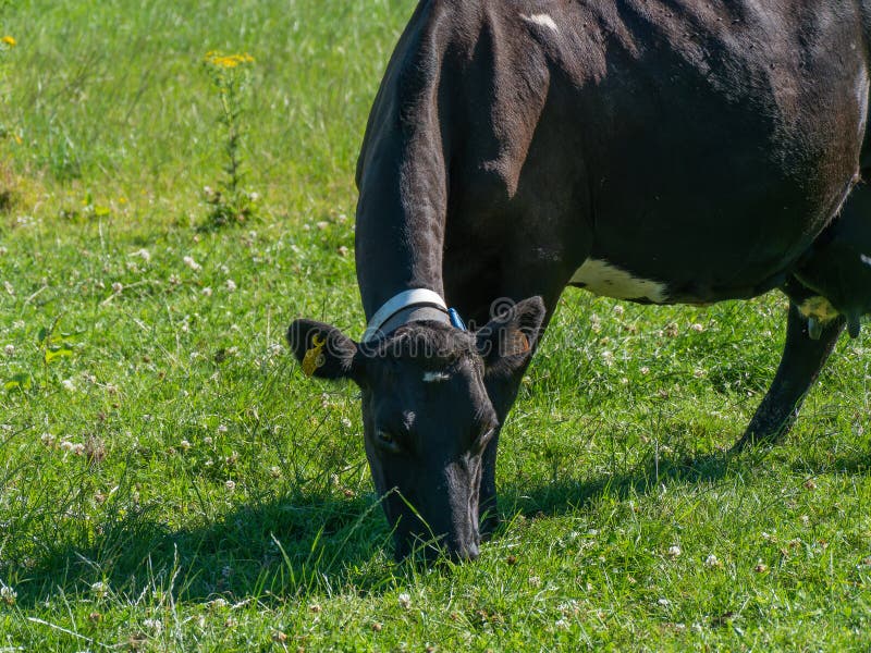 Cow is Eating Grass, Field. Cow on a Grass Meadow in Summer Stock Photo ...