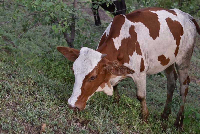 Cow Eating Grass in a Paddy Field. Indian Animal Image Stock Photo ...