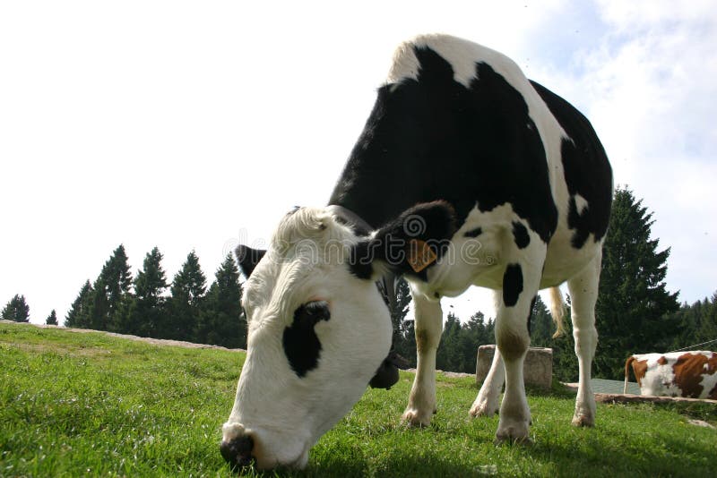 Cow eating grass - pasture stock photo. Image of mammal - 2366170