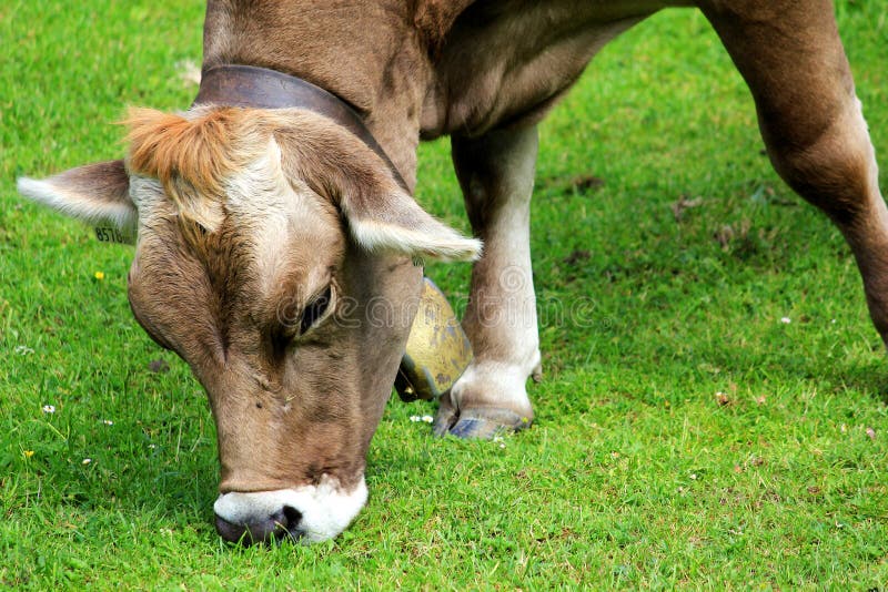 Cow eating stock image. Image of satisfied, rind, drab - 72649185