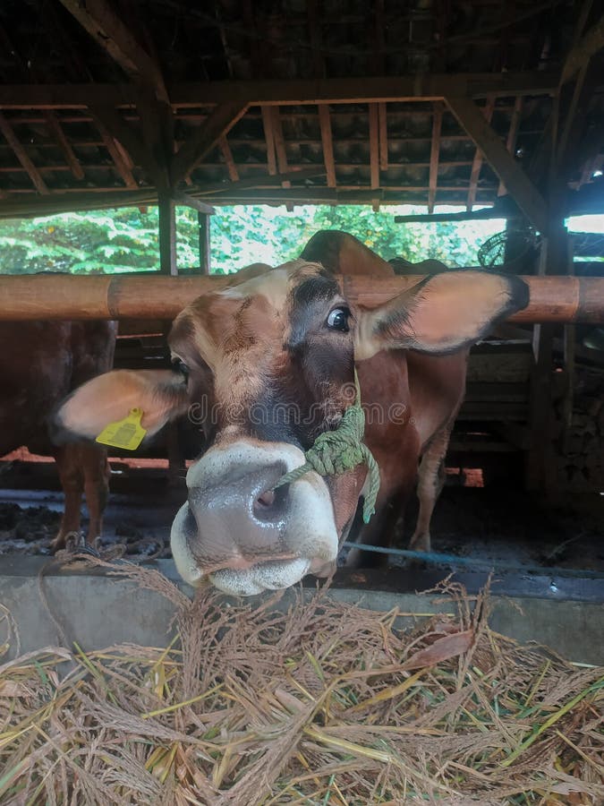 A cow eating hay in a barn stock photo. Image of barn - 311714000