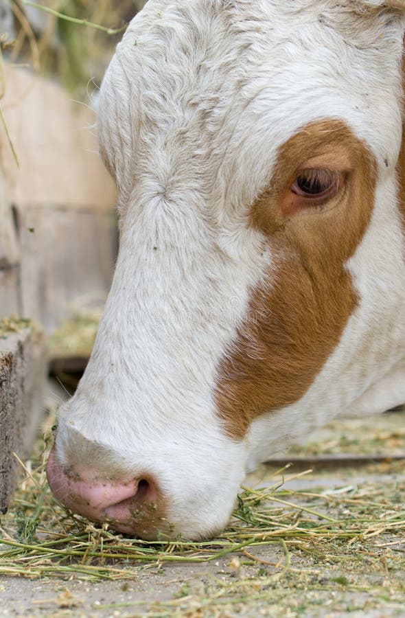 Cow eating hay stock photo. Image of brown, healthy, fodder - 32537250