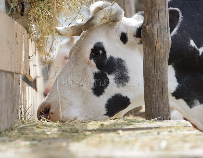 Cow eating hay stock photo. Image of cattle, bullock - 32538516