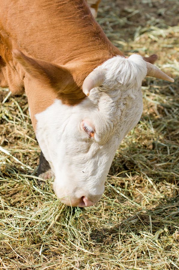 Cow eating hay stock image. Image of animal, forages - 32538561