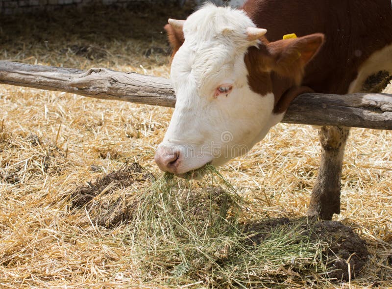 Cow eating hay stock image. Image of bovine, bull, agricultural - 32539019