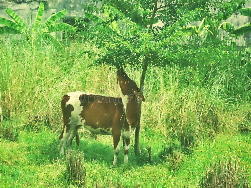 A cow editorial stock image. Image of eating, standing - 44392464