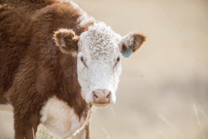 Cow Eating Natural Grass on an Open Range in Colorado Stock Image ...