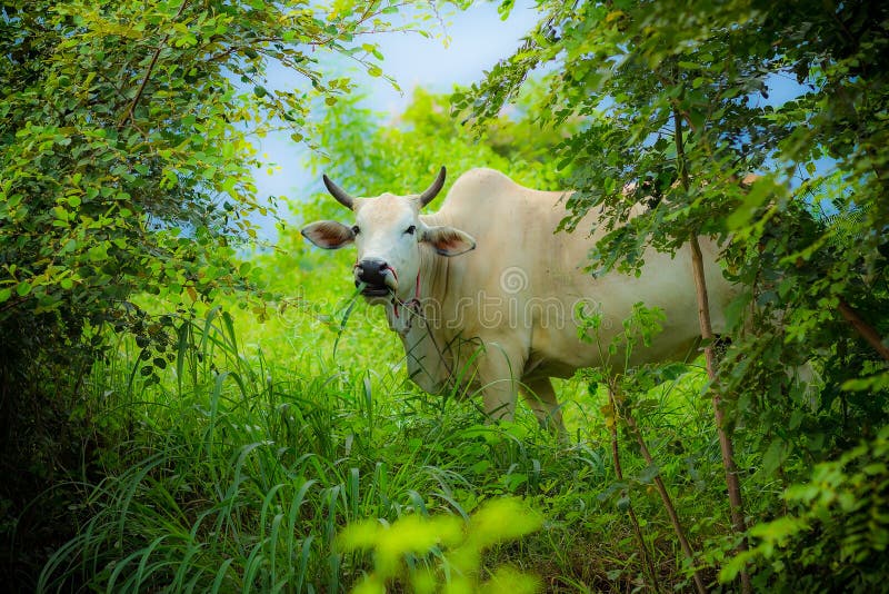 Cow Eating Some Fresh Leaves Stock Photos - Free & Royalty-Free Stock ...