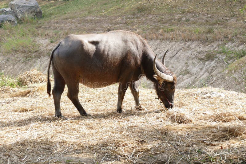 Cow Eating Straw in Farmland Stock Photo - Image of cattle, dairy: 64557842