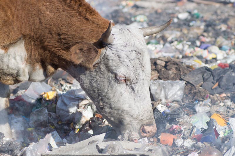 Cow Eating Trash Plastic Bag from Garbage Dump Stock Image - Image of ...
