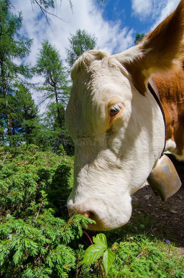 Cow eats stock photo. Image of livestock, clouds, europe - 25743092