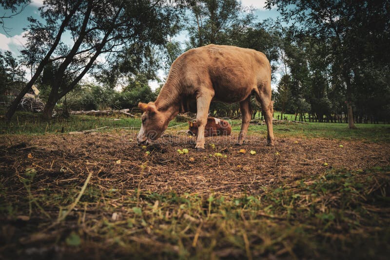 A Cow Eats Apples Lying on the Ground Stock Image - Image of vegetable ...