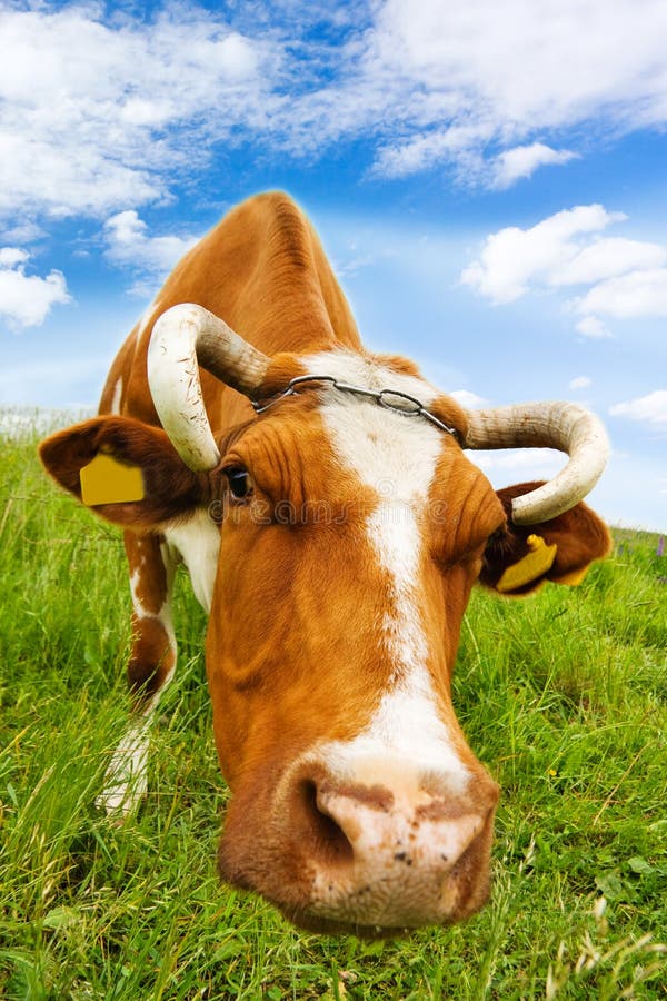 The cow eats grass stock image. Image of countryside - 35764903